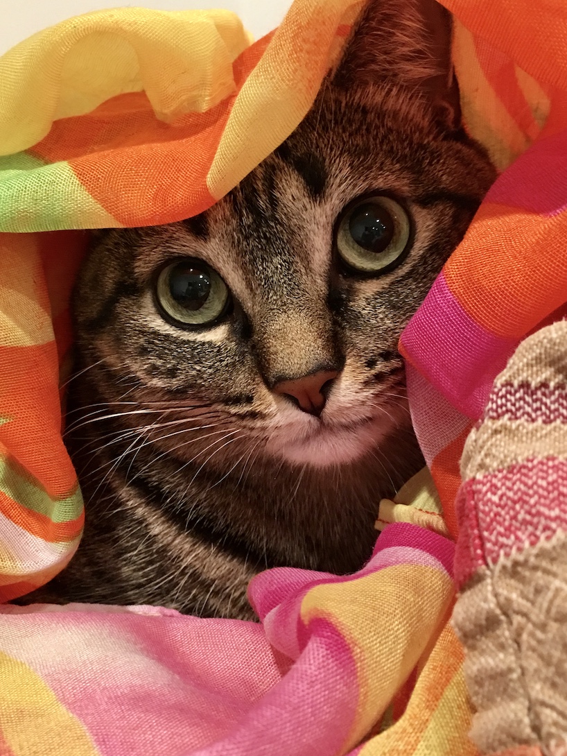 The Cats of the Podcast - The Literary Catcast Podcast