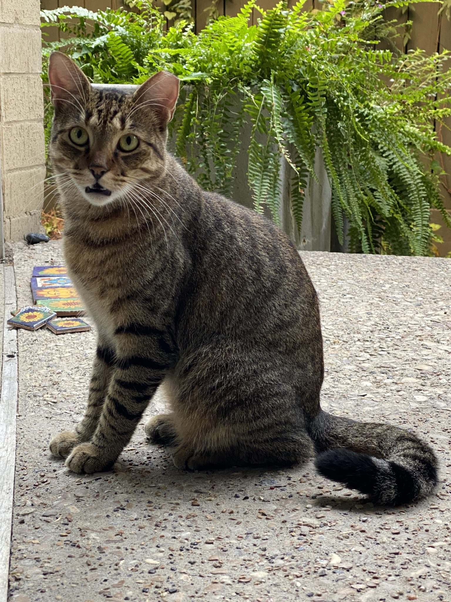 The Cats of the Podcast - The Literary Catcast Podcast